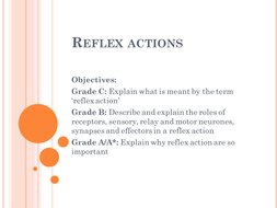 GCSE Reflexes | Teaching Resources