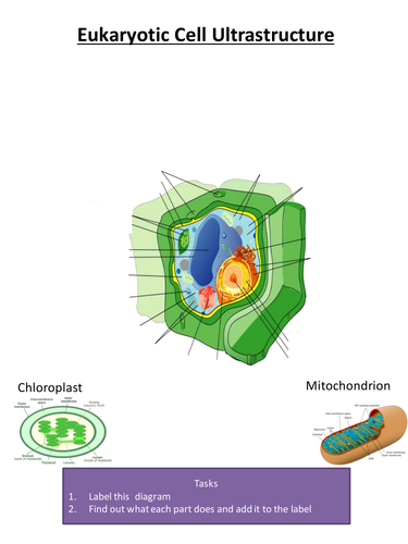 SNAB AS Biology Eukaryotic Cells | Teaching Resources