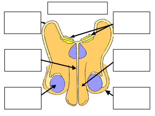 7.3 Reproduction SoW | Teaching Resources