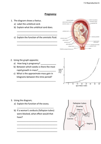 7.3 Reproduction SoW by mba06ht - Teaching Resources - TES