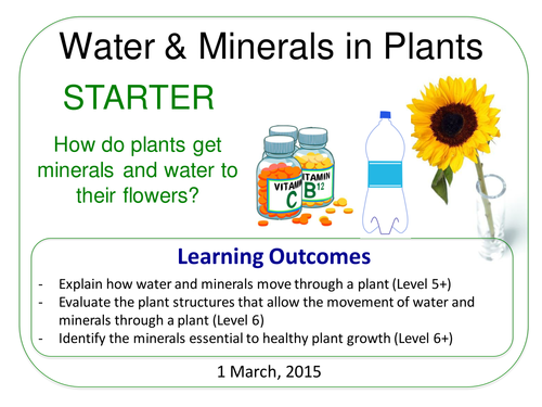 Year 7: Water & Minerals in Plants (Plants & Ecosystems 7.6) | Teaching ...