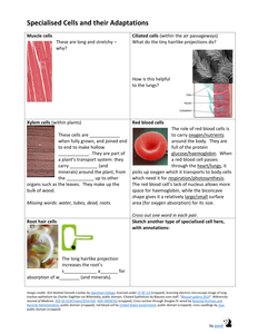 Specialised Cell Adaptations - presentation and worksheets by pand - UK ...