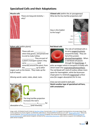 Specialised Cell Adaptations - presentation and worksheets | Teaching ...