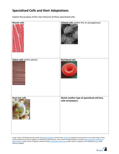 Specialised Cell Adaptations - presentation and worksheets | Teaching ...