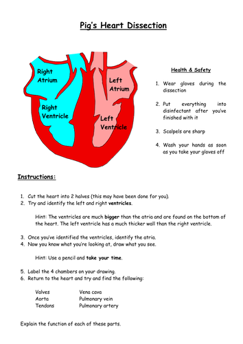 AQA B3 Heart structure and function | Teaching Resources