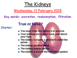 Kidneys | Teaching Resources
