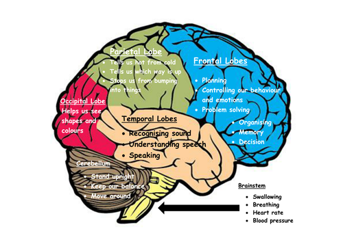 My Brain - the 6 parts of the brain and what they do | Teaching Resources