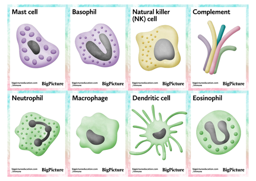 16 printable colour cards to show the components of the immune system ...