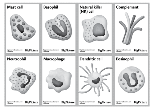 16 printable cards to show the different components of the immune ...