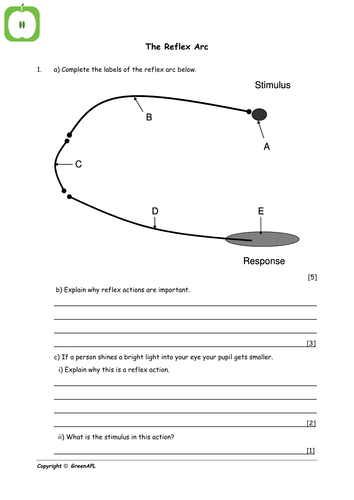 Biology: The reflex arc | Teaching Resources