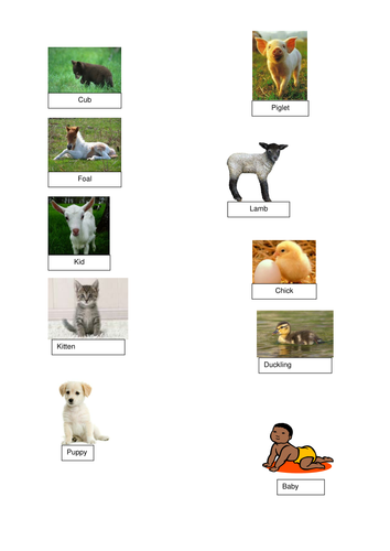 The Body, growing and offspring. Animals and humans | Teaching Resources