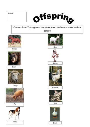 The Body, growing and offspring. Animals and humans | Teaching Resources