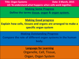 Levels of Organisation/Organ Systems | Teaching Resources