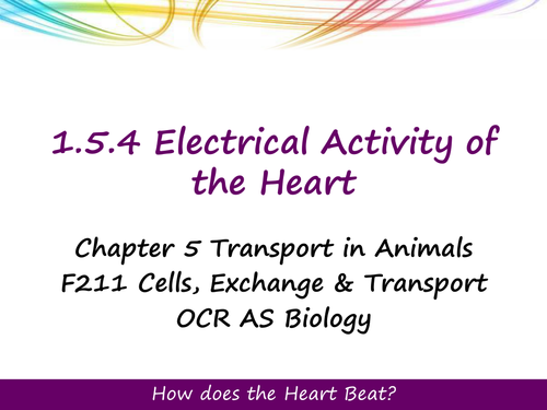 OCR AS Level Biology - Transport in Animals | Teaching Resources