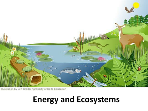WJEC BY5 resources - 5.7 Energy and ecosystems | Teaching Resources