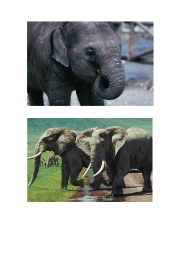 Rumble in the Jungle Resource Pack by bestprimaryteachingresources ...