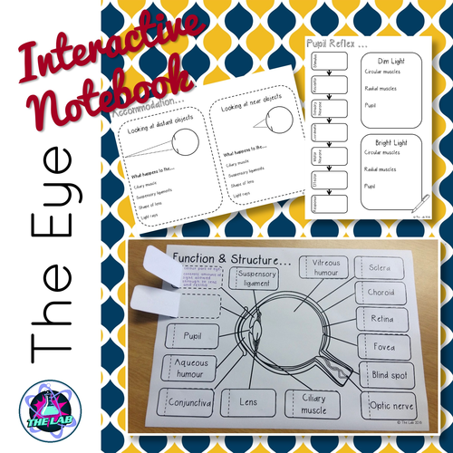 The Human Eye | Teaching Resources