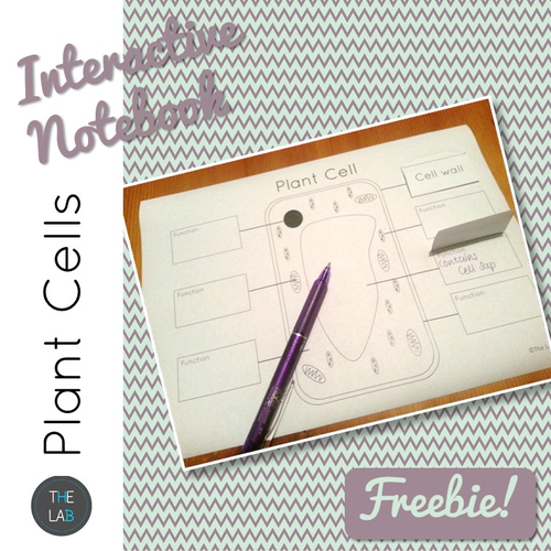 Biology Interactive Notebook Bundle | Teaching Resources