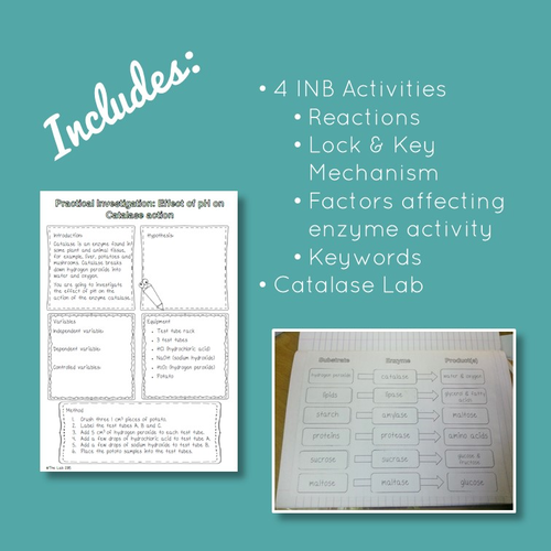 Enzyme Interactive Notebook activities by liezelpienaar - UK Teaching ...
