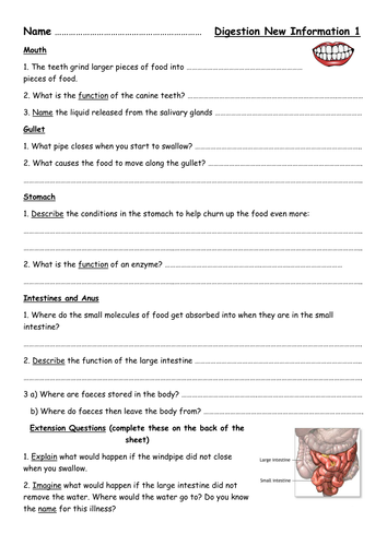 Year 8 Introduction to Digestion (Full Lesson) by robertbrooks ...