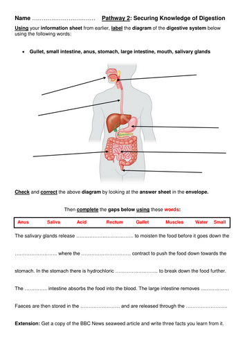 Year 8 Introduction to Digestion (Full Lesson) by robertbrooks ...