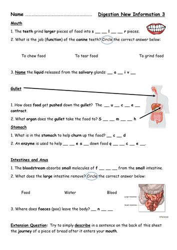 Year 8 Introduction to Digestion (Full Lesson) | Teaching Resources