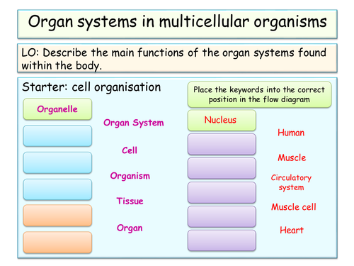 Cells topic - Year 7 | Teaching Resources
