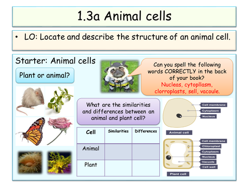 Cells topic - Year 7 | Teaching Resources