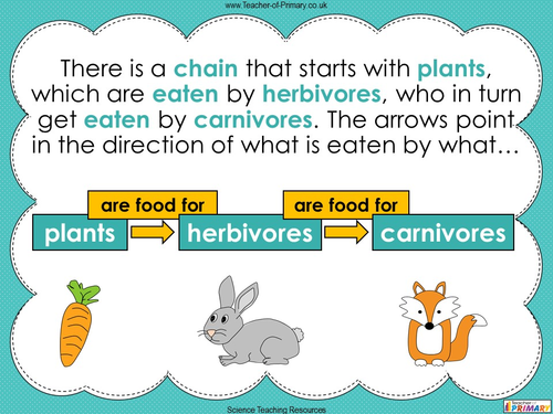 Food Chains - Year 4 | Teaching Resources