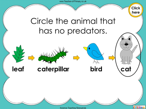 Food Chains - Year 4 | Teaching Resources
