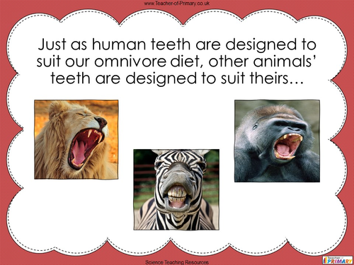 Teeth - Year 4 | Teaching Resources