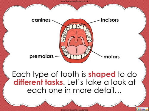 Teeth - Year 4 | Teaching Resources