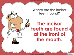 Teeth - Year 4 | Teaching Resources