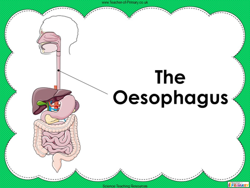 The Digestive System - Year 4 | Teaching Resources