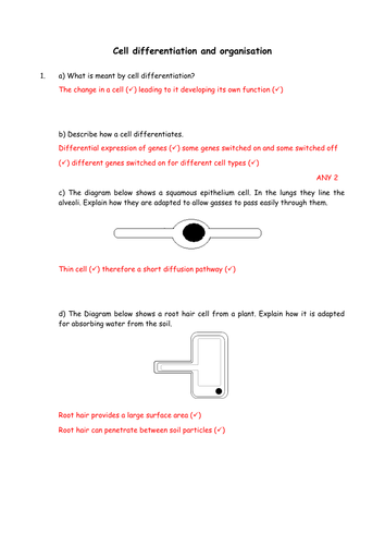 Biology: Cell differentiation | Teaching Resources
