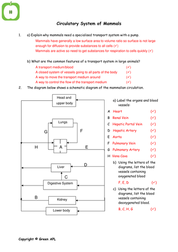 Circulatory System | Teaching Resources