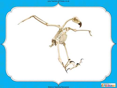 Skeletons - Year 3 | Teaching Resources