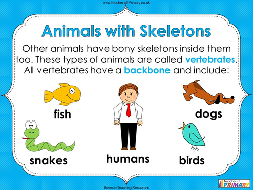 Skeletons - Year 3 | Teaching Resources