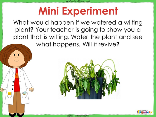 Plants and Water - Year 3 | Teaching Resources