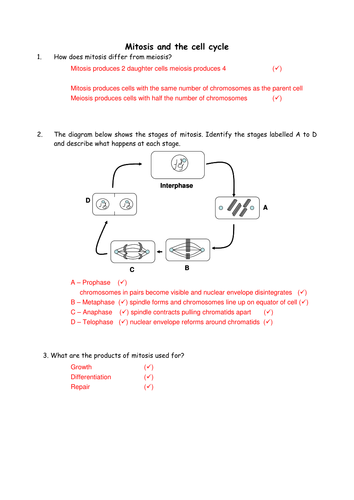 Biology: Mitosis workshet | Teaching Resources