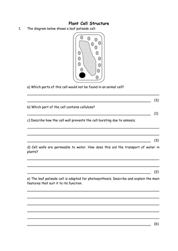 Biology: Plant structure | Teaching Resources