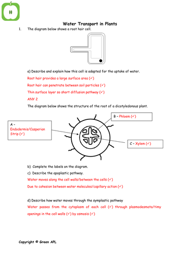 Water transport | Teaching Resources