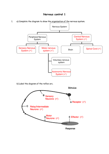 Biology: Nervous control including reaction times | Teaching Resources