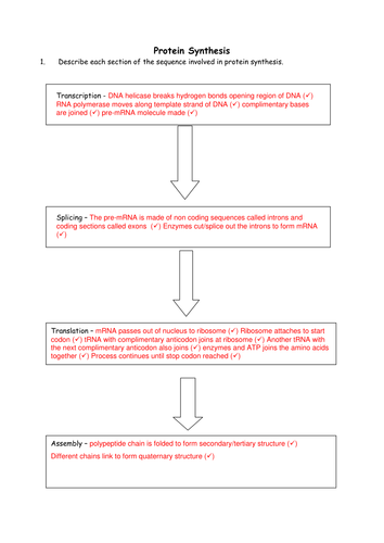 Biology: Polypeptide synthesis | Teaching Resources