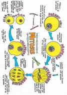 Mitosis Poster | Teaching Resources