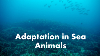Adaptation in Sea Animals | Teaching Resources