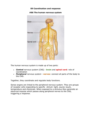 bio igcse notes - coordination and response | Teaching Resources bio igcse notes - coordination and response | Teaching Resources