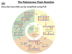 Polymerase Chain Reaction | Teaching Resources
