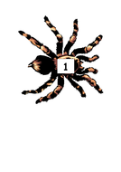 Aaaarrgghh, Spider! Resource Pack | Teaching Resources
