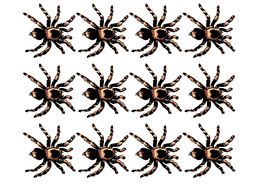 Aaaarrgghh, Spider! Resource Pack | Teaching Resources